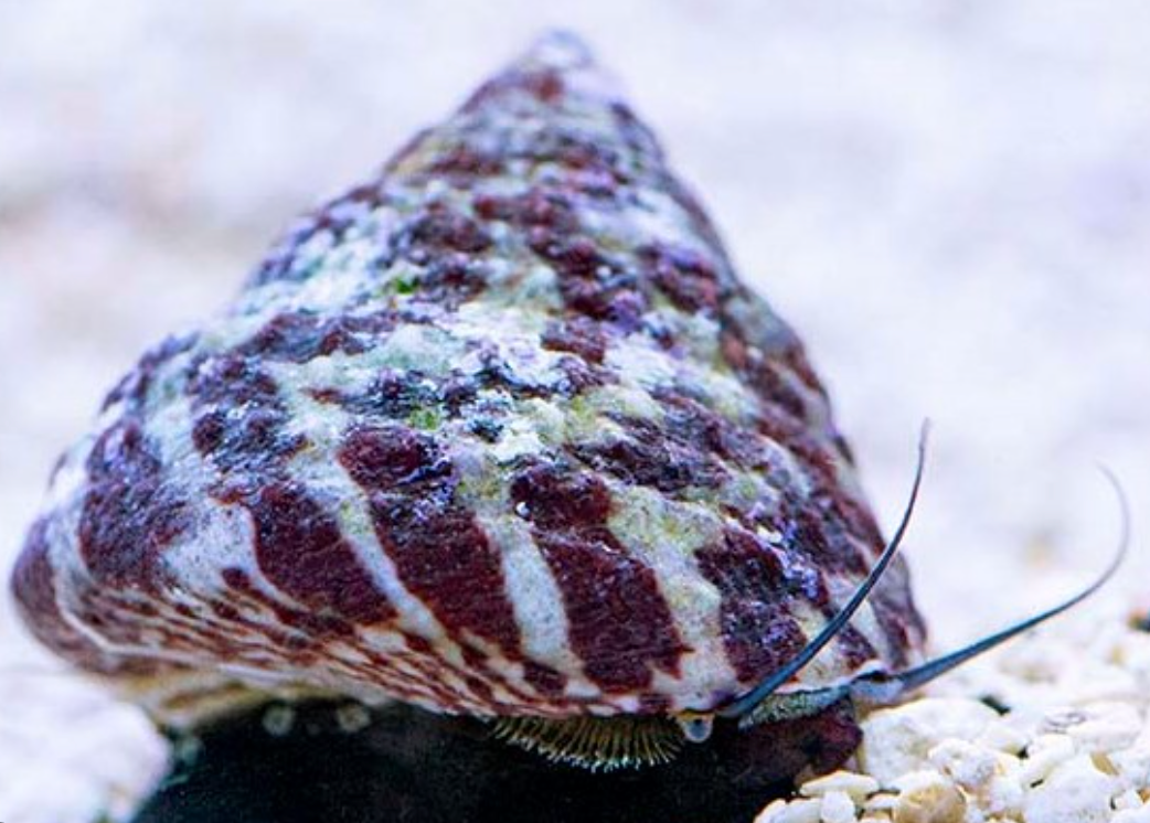 MISC Inverts – Aquamaniaaquariumstore